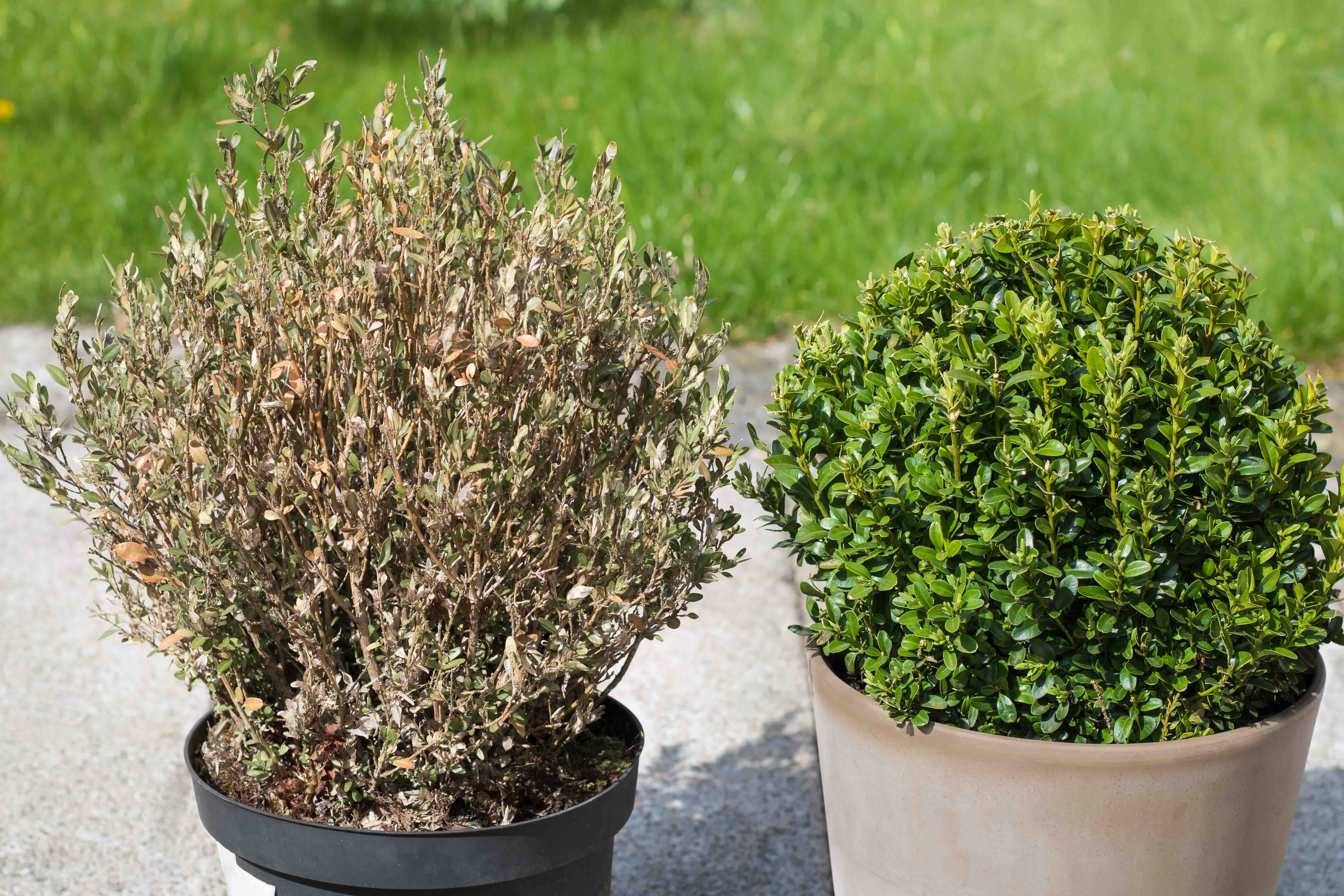 Was tun gegen Raupen im Buchsbaum? | Insect Heroes | Insect Heroes ...