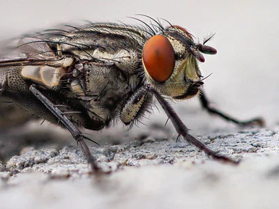 Die Welt der Hausfliegen: vom lästigen Schädling zum nützlichen Insect ...