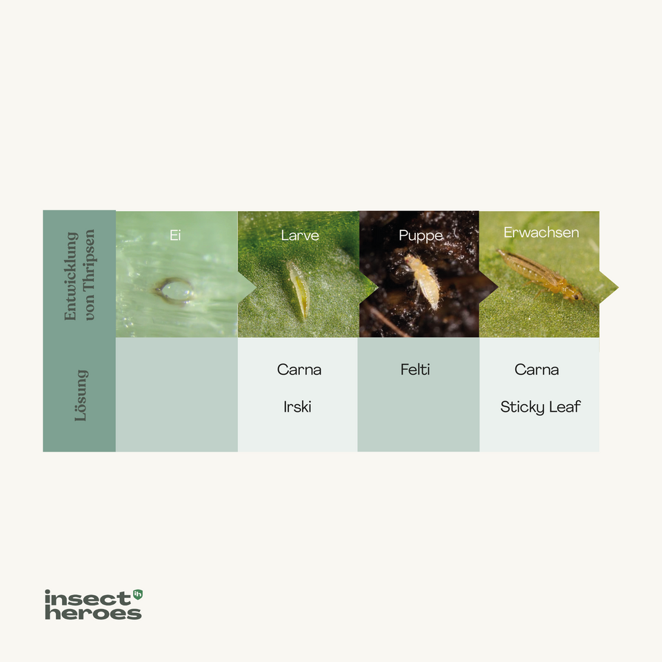 Insect Heroes | Biologische Schädlingsbekämpfung ohne Giftstoffe