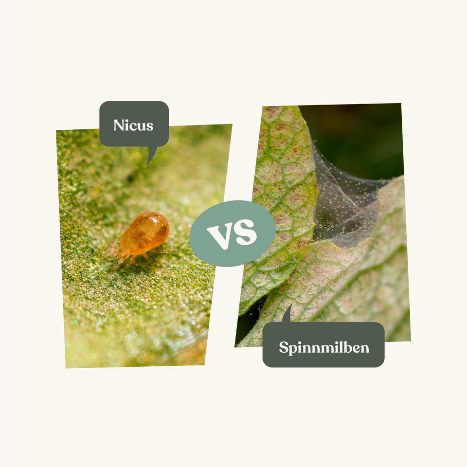Spinnmilben auf natürliche Weise bekämpfen | Insect Heroes Deutschland